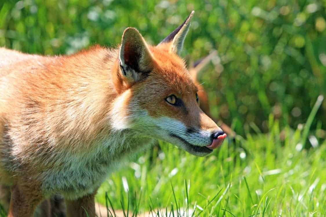 can You Eat Fox Meat? [dangerous or Not?] - mabfoods.com